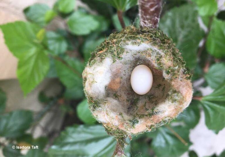 Everything You Need To Know About Hummingbird Eggs – Birdastic