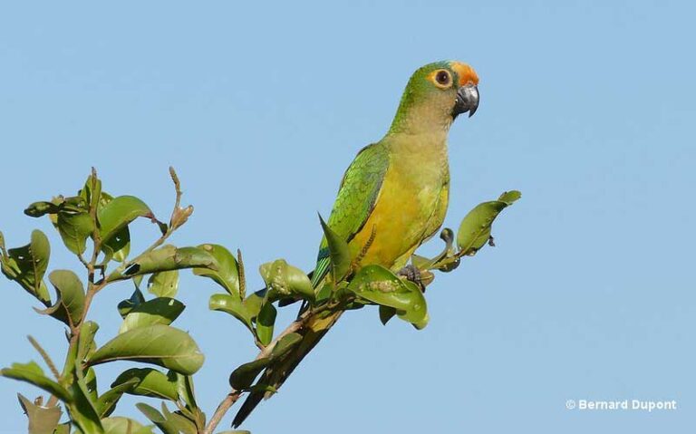 How Long Do Parrots Usually Live? [Average Lifespans] – Birdastic
