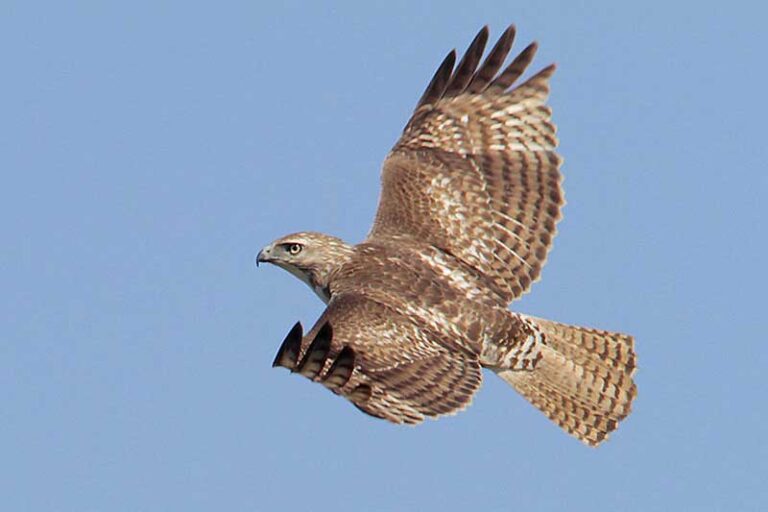 9 Hawks In New York State – The Most Common Species – Birdastic