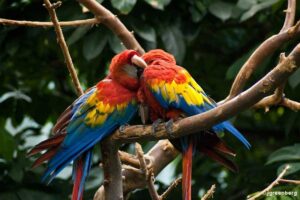How Long Do Parrots Usually Live? [Average Lifespans] – Birdastic
