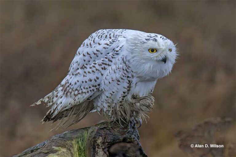 How Well Can Birds Hear And Do They Even Have Ears? – Birdastic